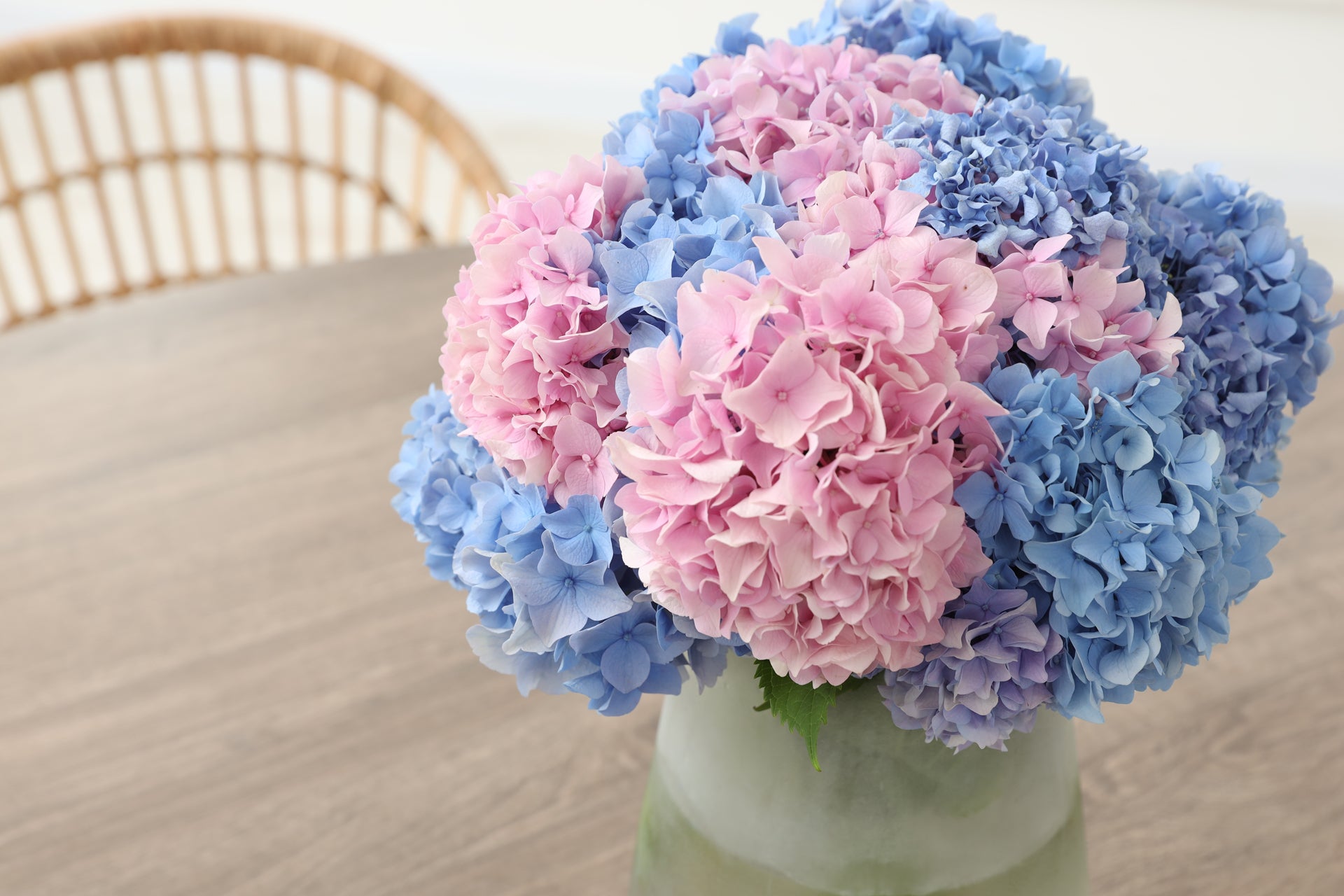 Hydrangeas flowers in Ottawa, ON | Talia Flowers – Local Flower Delivery