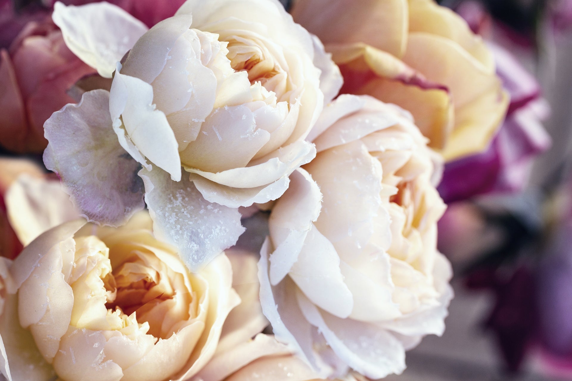 Winter in Ottawa | Talia Flowers – Local Flower Delivery