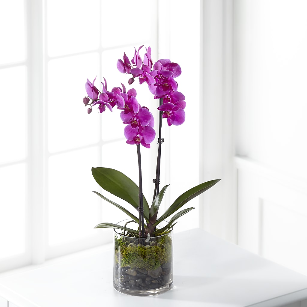 Pink Orchid Plant–Talia Flowers